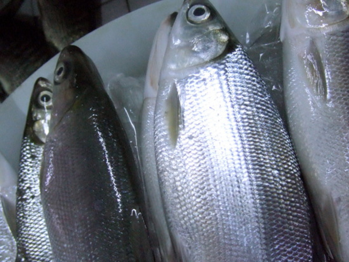 How to Cook: Milkfish in Vinegar or Bangus Paksiw - HubPages
