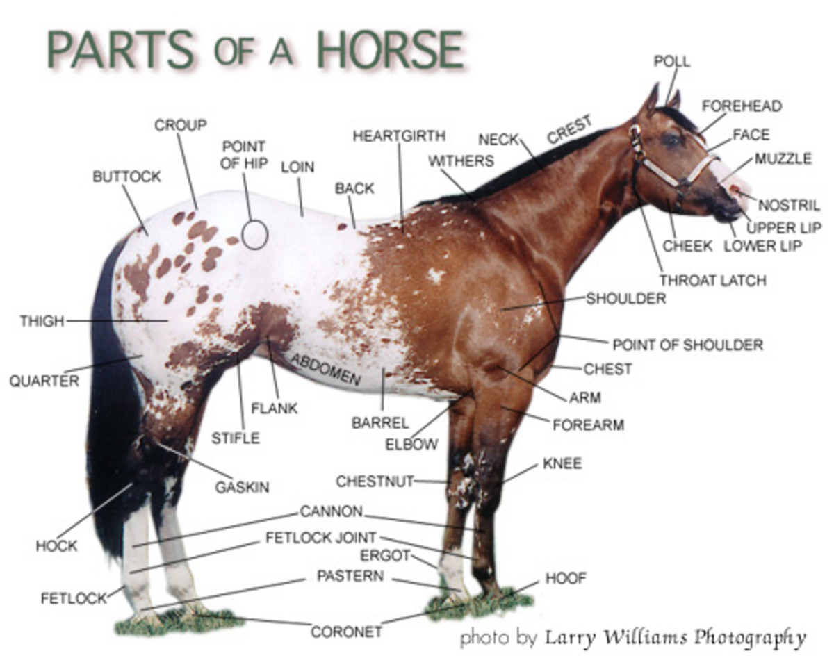 Horse Facts and Equestrian Information - HubPages