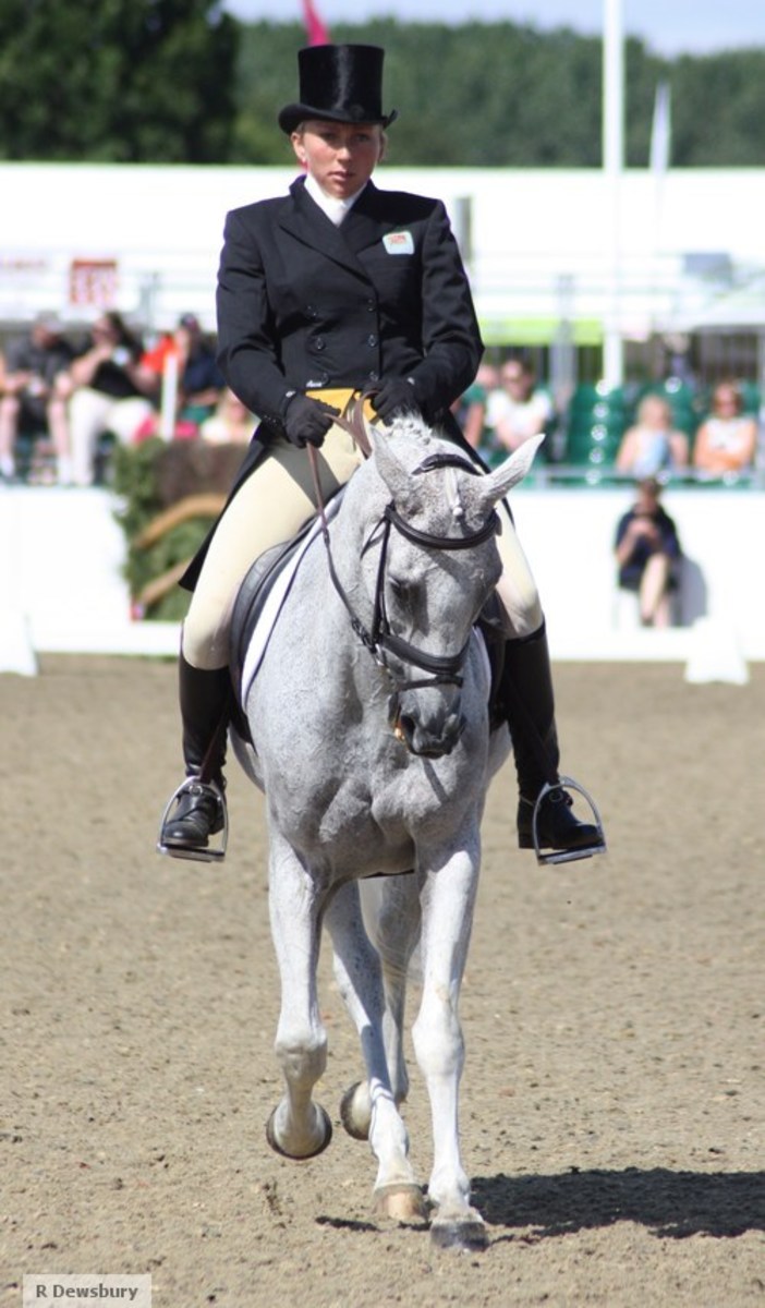 Horse Facts and Equestrian Information - HubPages