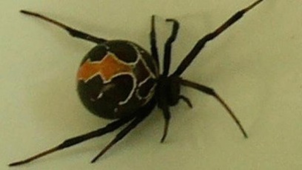 Poisonous and Venomous Snakes, Spiders, Bugs And Creatures In New ...