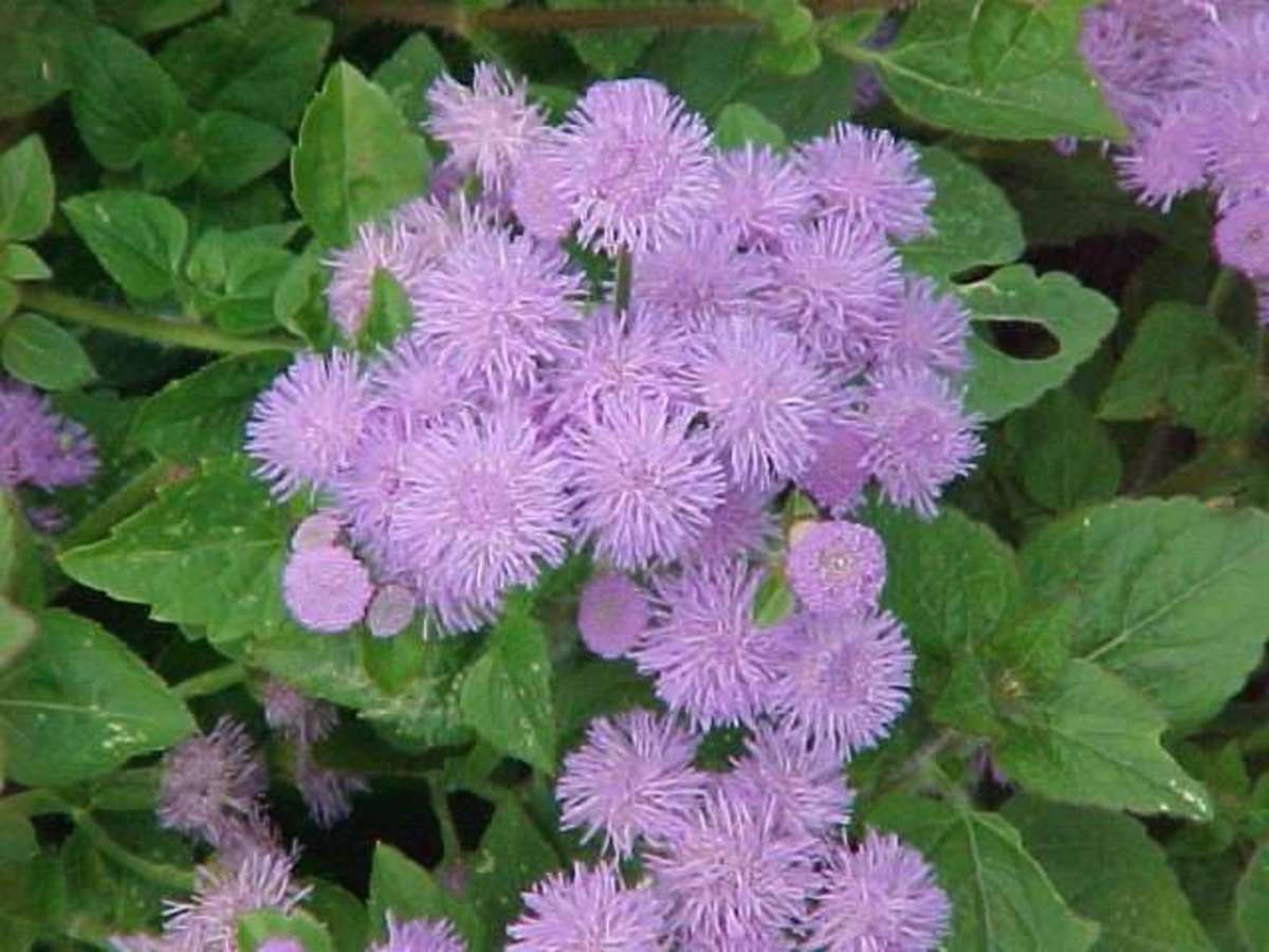 How to Grow Ageratum Flowers - HubPages