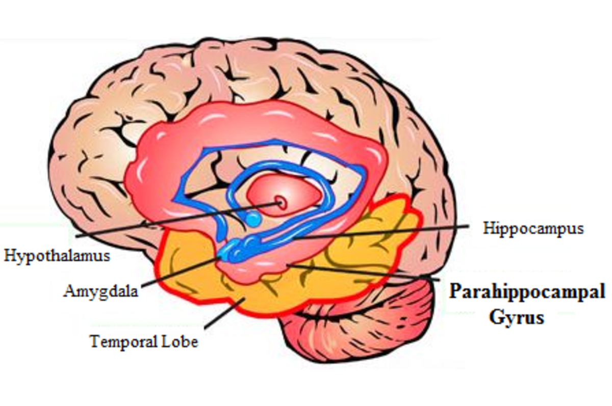 The Danger of False Memory - A Psychological Review - HubPages