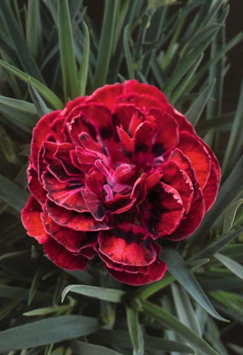 Carnation Colors and What They Mean - HubPages