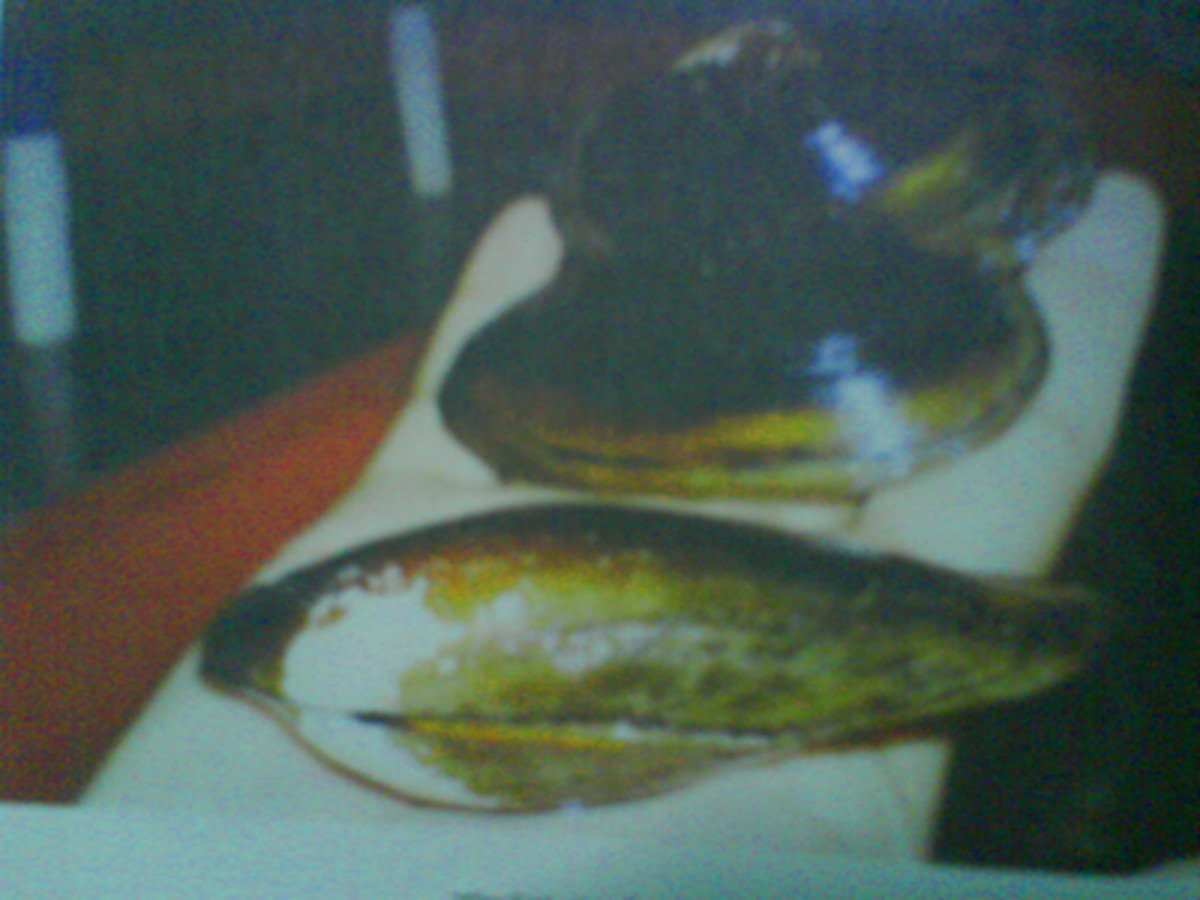 Freshwater Pearl Cultivation – A profitable venture - HubPages