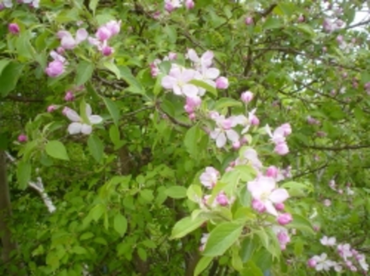 Lesser Known Poems of Robert Frost - HubPages