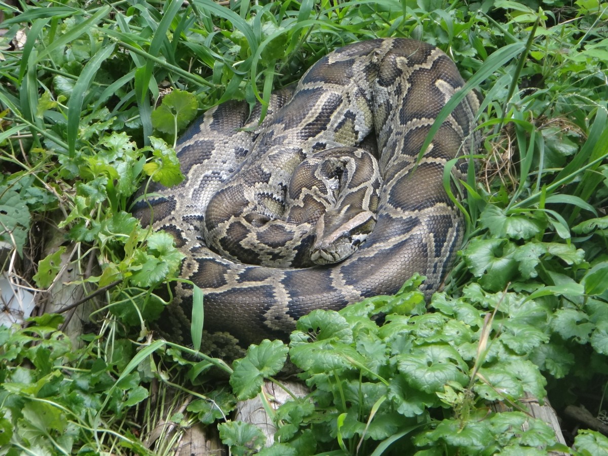 Get Rid of Snakes in the Yard - HubPages