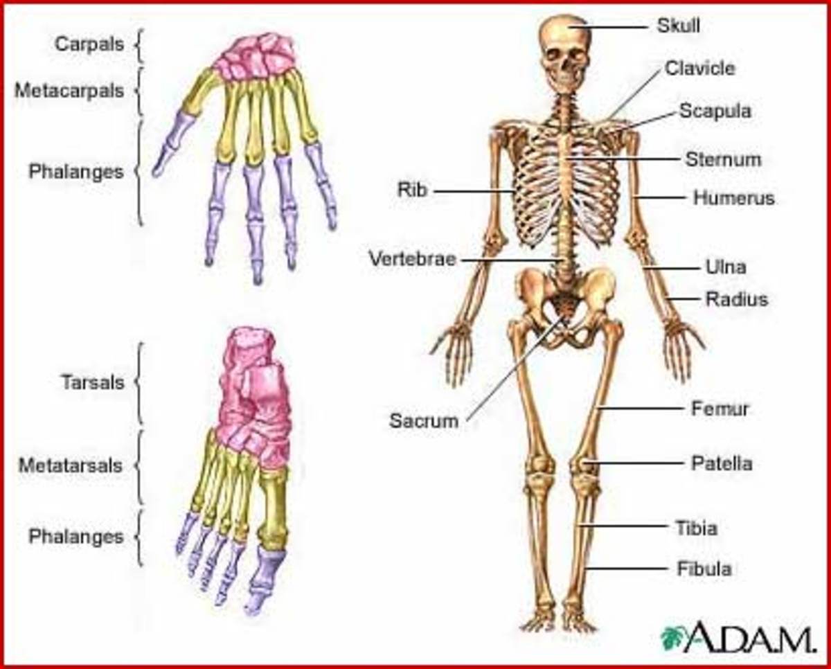 What Are The Three Types Of Skeletons HubPages