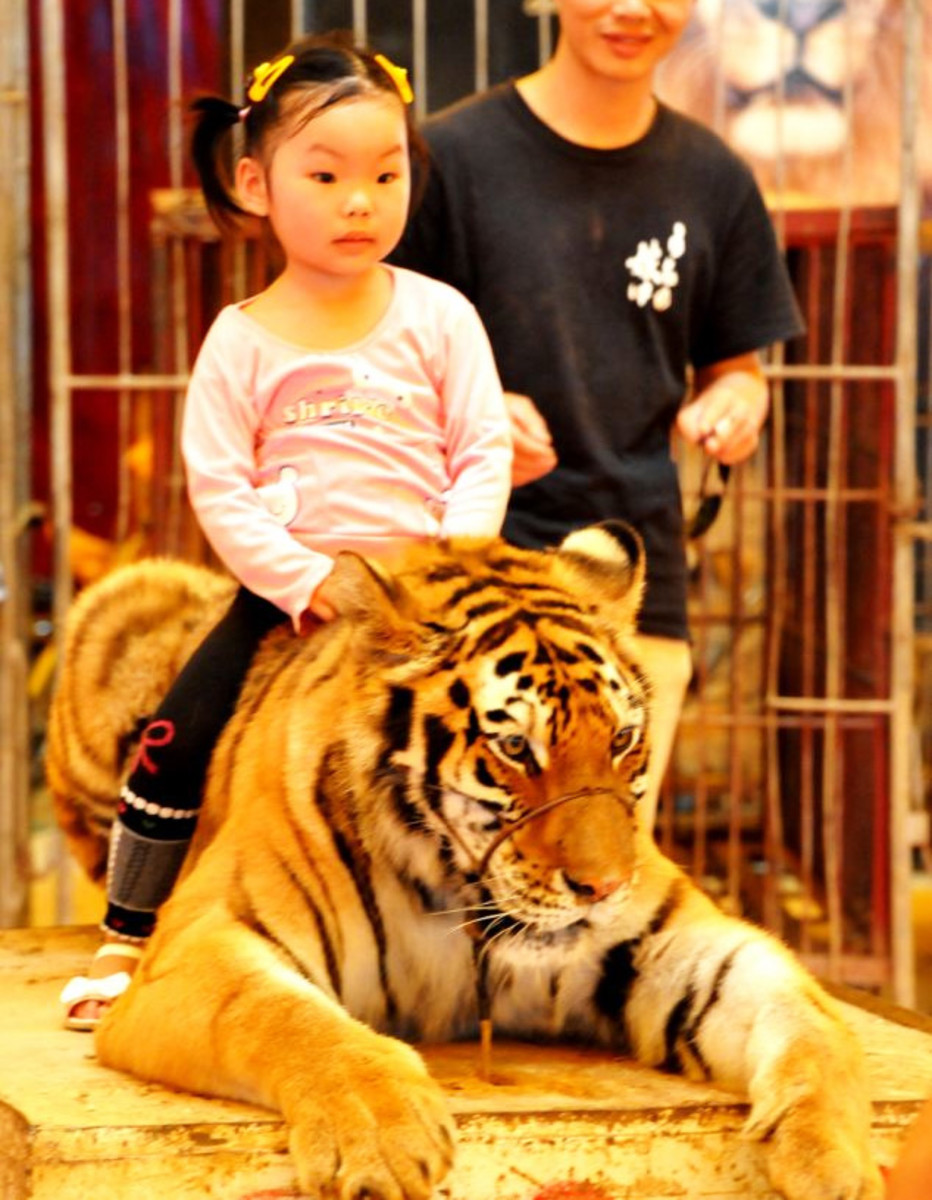 Tigers In Texas Hubpages
