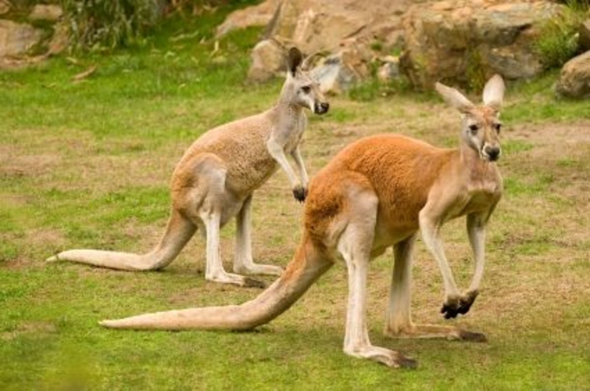 Skippy the bush kangaroo - HubPages