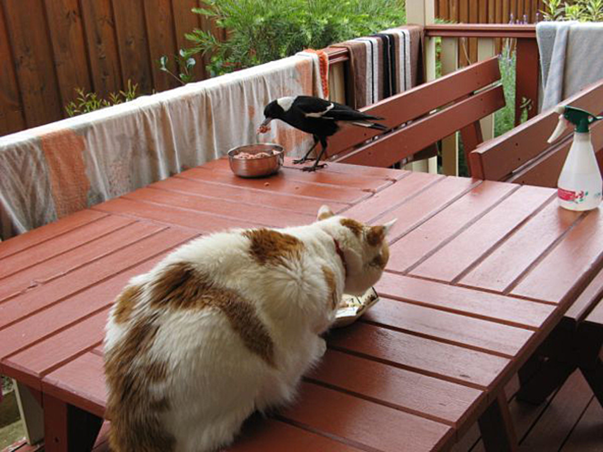 Australian Native Birds - Australian Magpie Facts and Myths! Do Magpies ...