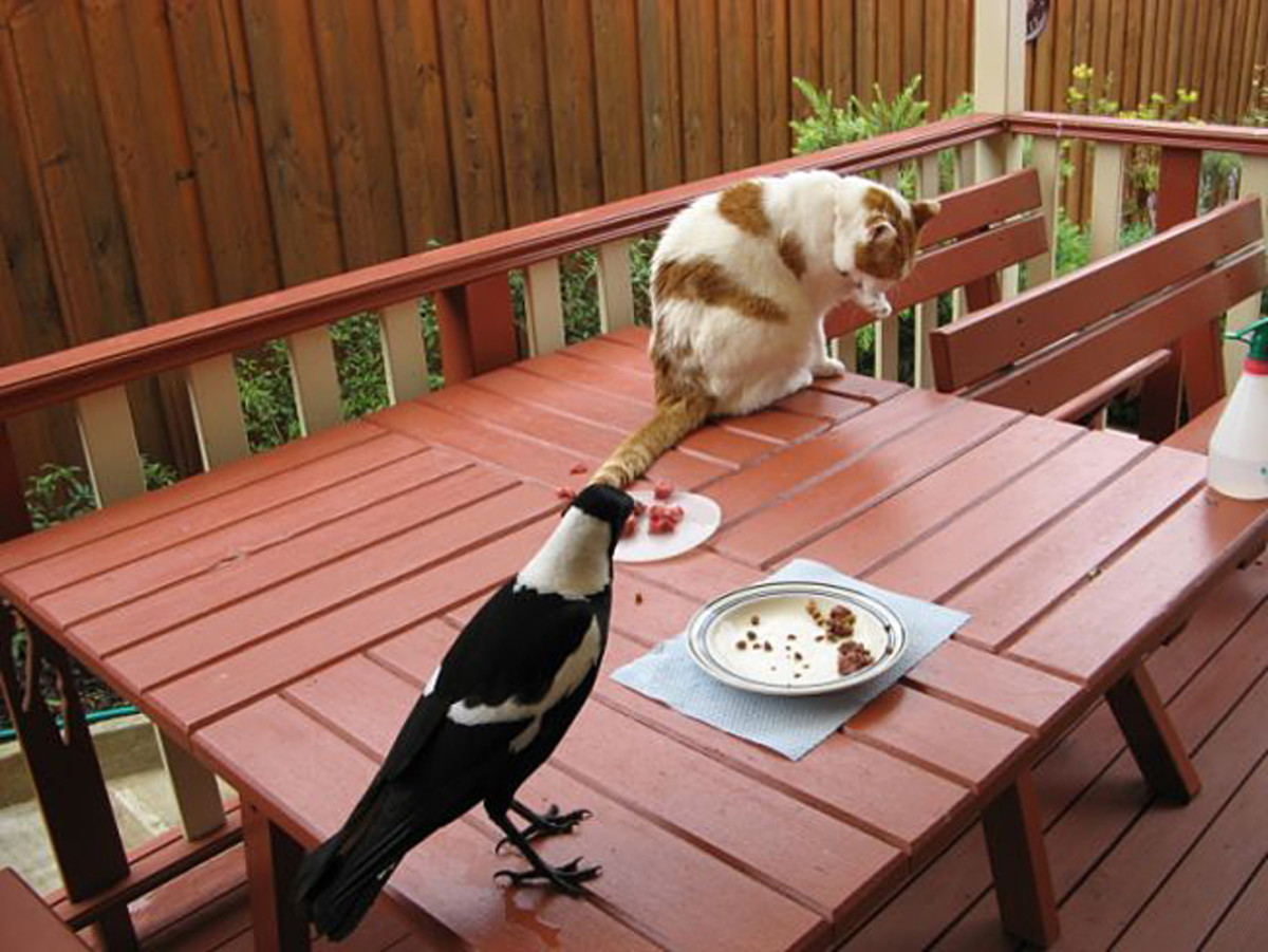 Australian Native Birds - Australian Magpie Facts and Myths! Do Magpies ...