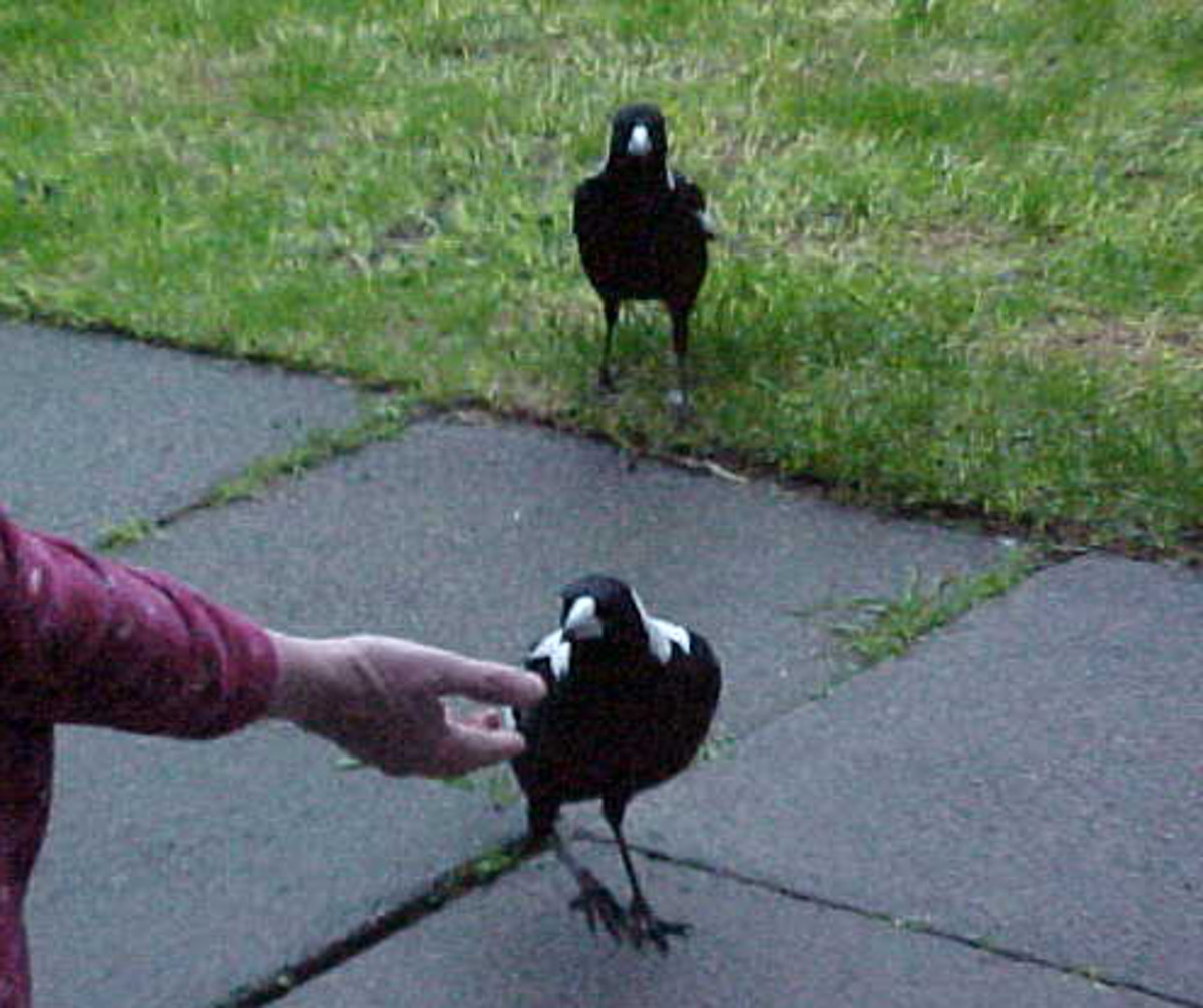 Australian Native Birds - Australian Magpie Facts and Myths! Do Magpies ...