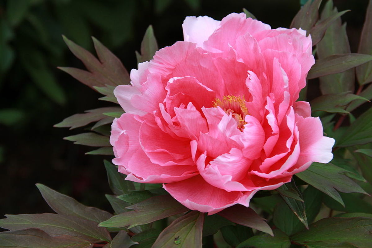 15 Sensational Peony Hybrids - HubPages