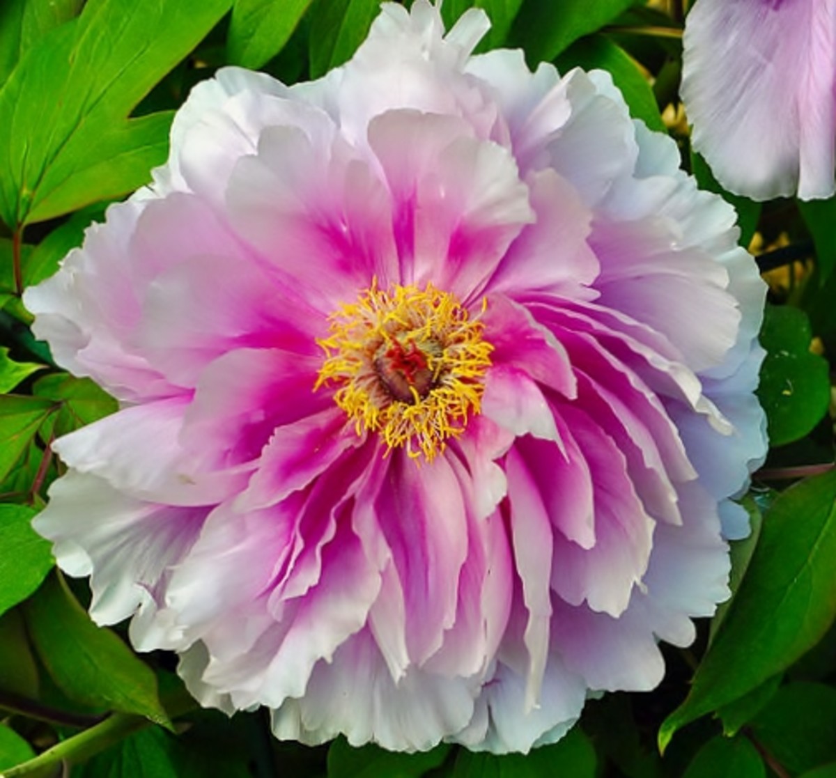 15 Sensational Peony Hybrids - HubPages