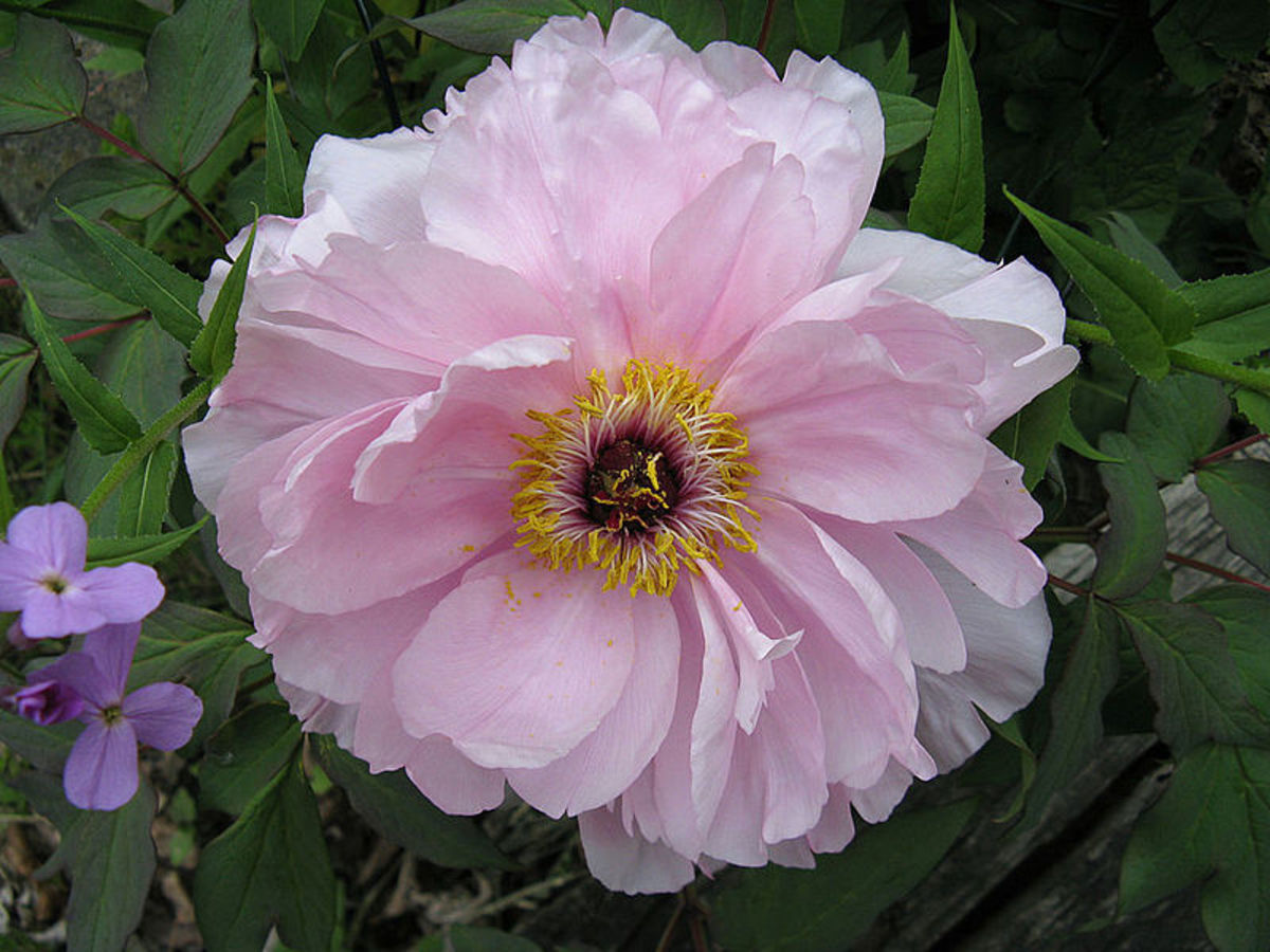 15 Sensational Peony Hybrids - HubPages