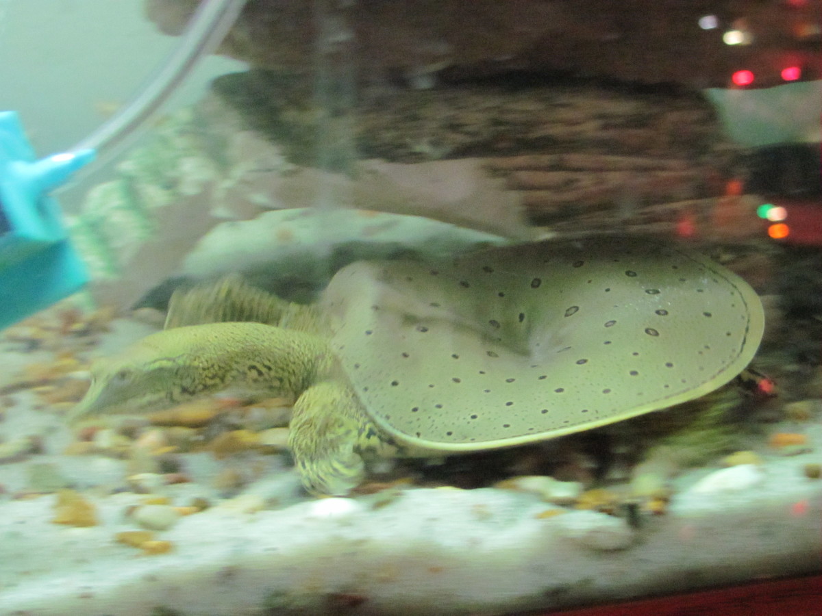Metabolic Bone Disease in Baby Softshell Turtles - HubPages