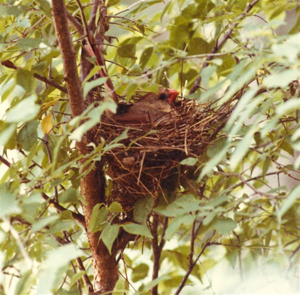 Pictures of Birds - Cardinals Nesting - HubPages