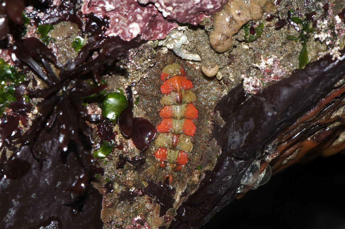 Interesting Facts About Chitons, Sea Cradles, or Coat-of-Mail Shells ...