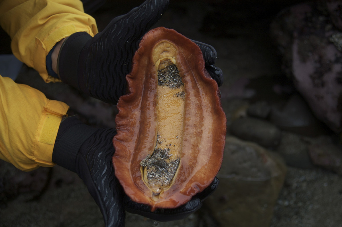 Interesting Facts About Chitons, Sea Cradles, or Coat-of-Mail Shells ...