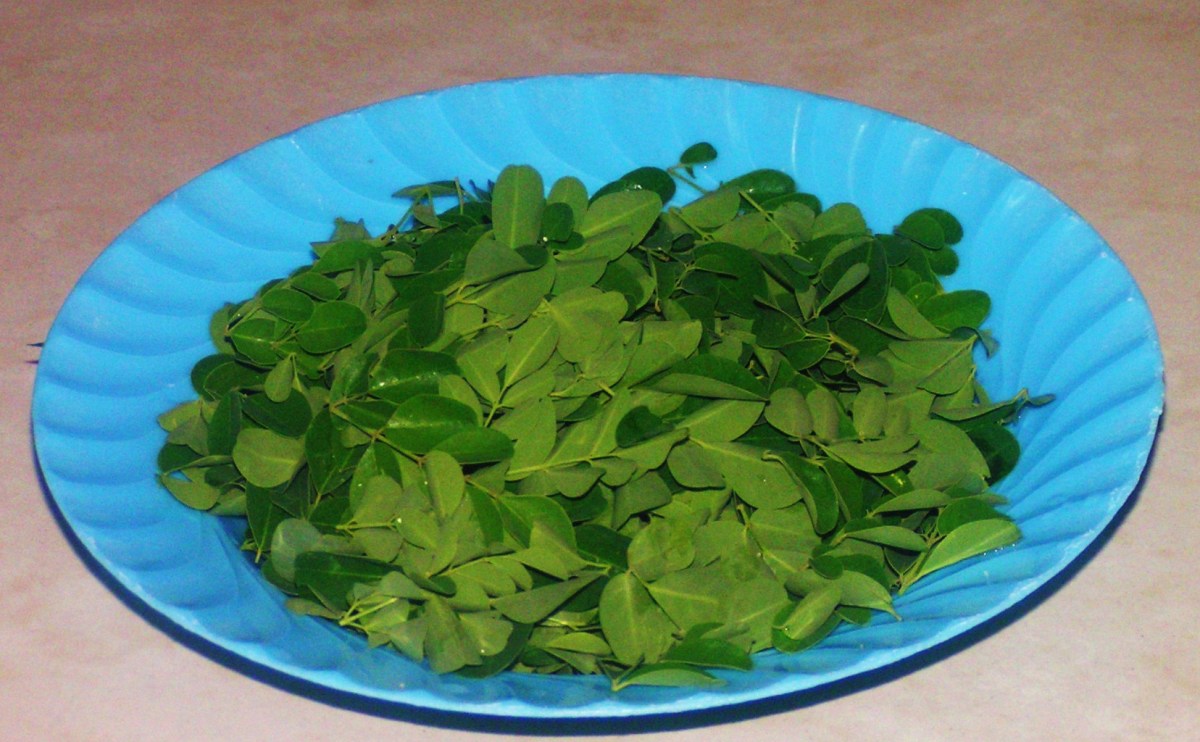 Moringa : The Miracle Tree - HubPages