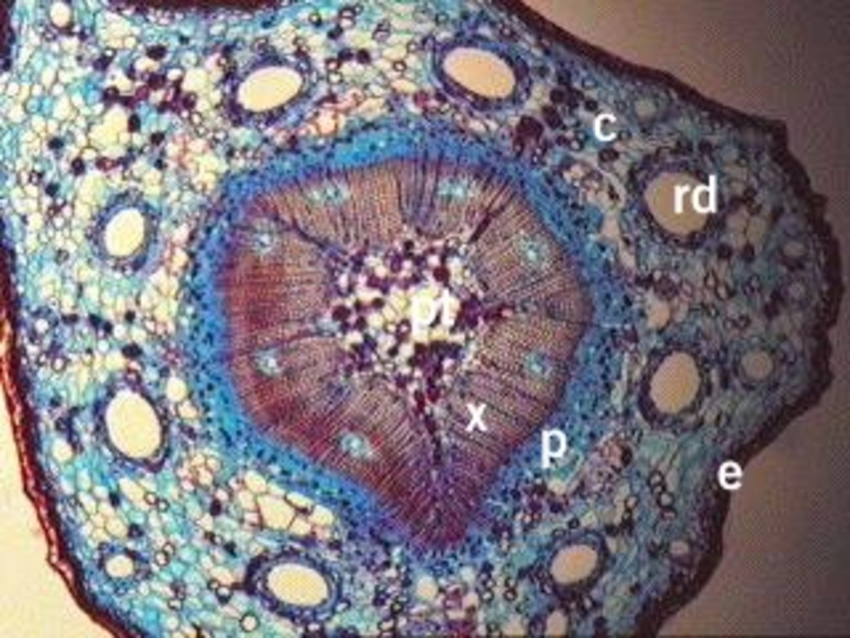 The Incredible Uses of Resin: From the Ancient Egyptian Mummies to the ...