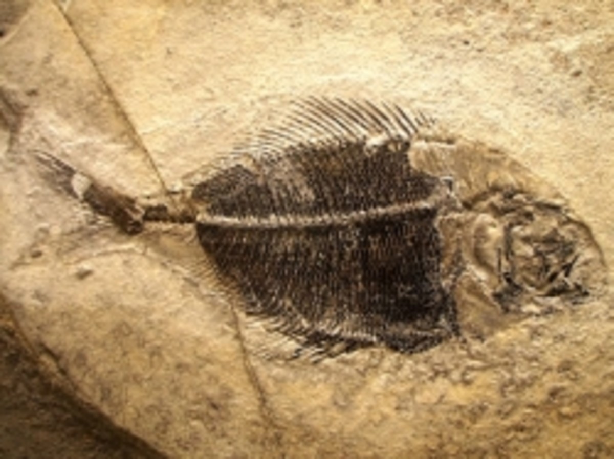 The Remarkable Creatures of Tracy Chevalier - HubPages