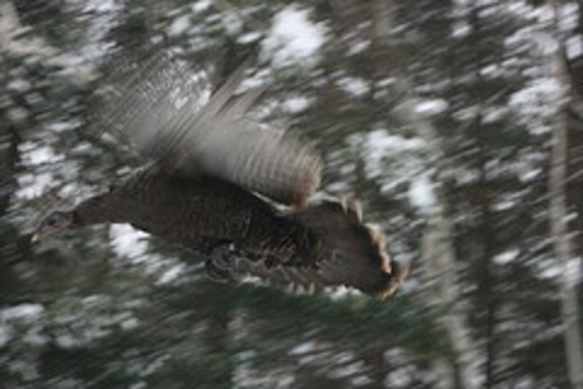Fun Questions and Answers About Wild Turkeys - HubPages
