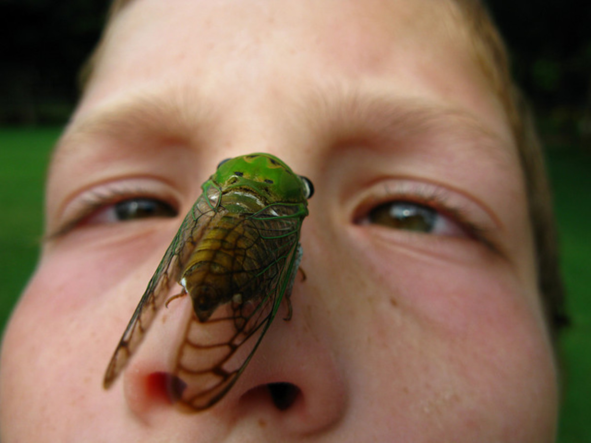 Animusic; the Incredible Music Machine; Music Animation; the Mother of ...