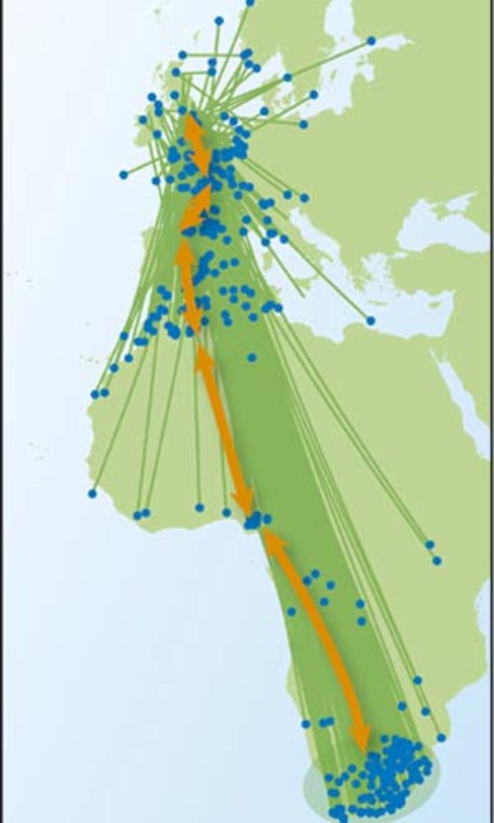 The Swallow's Migration: An Epic Journey - HubPages