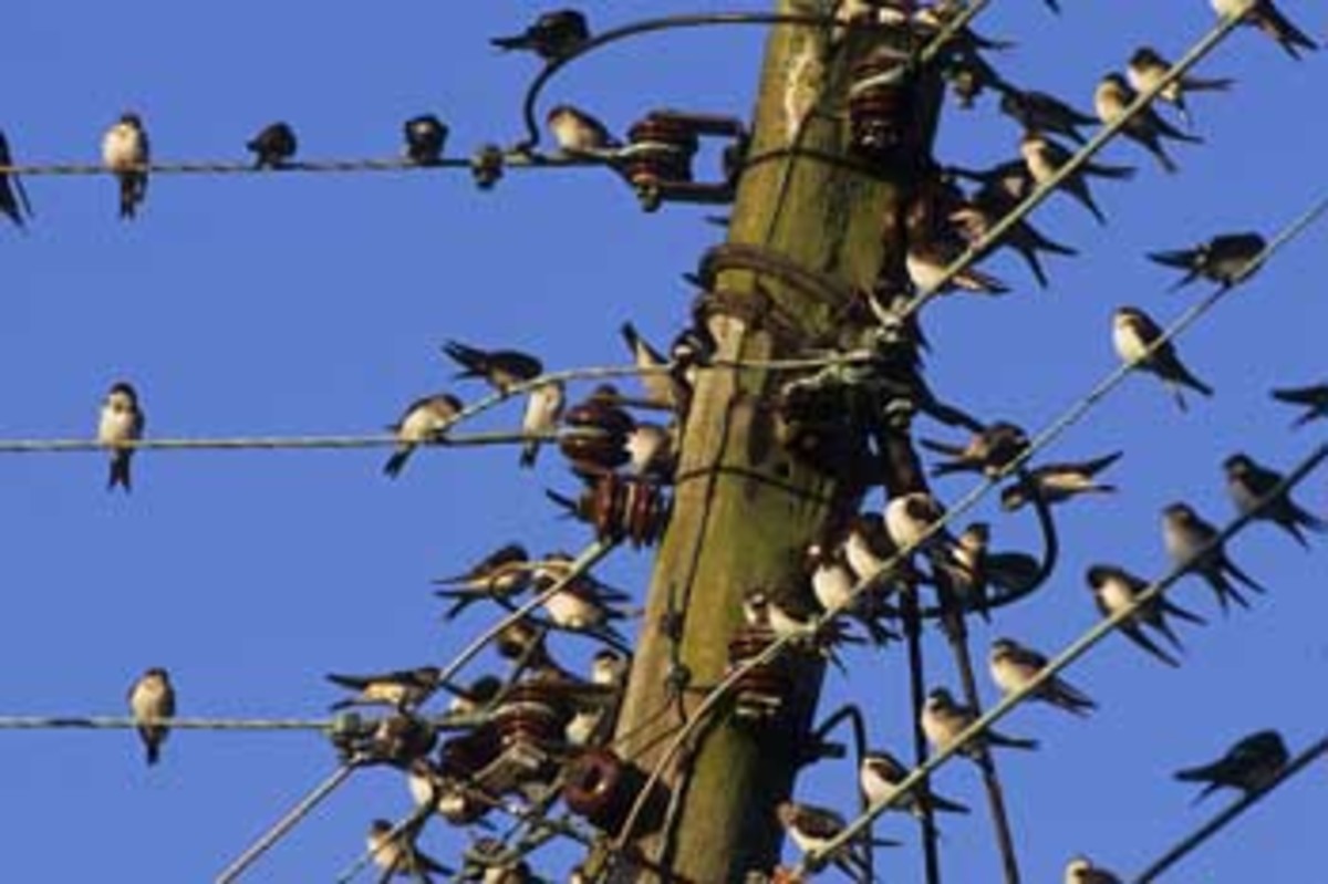 The Swallow's Migration: An Epic Journey - HubPages