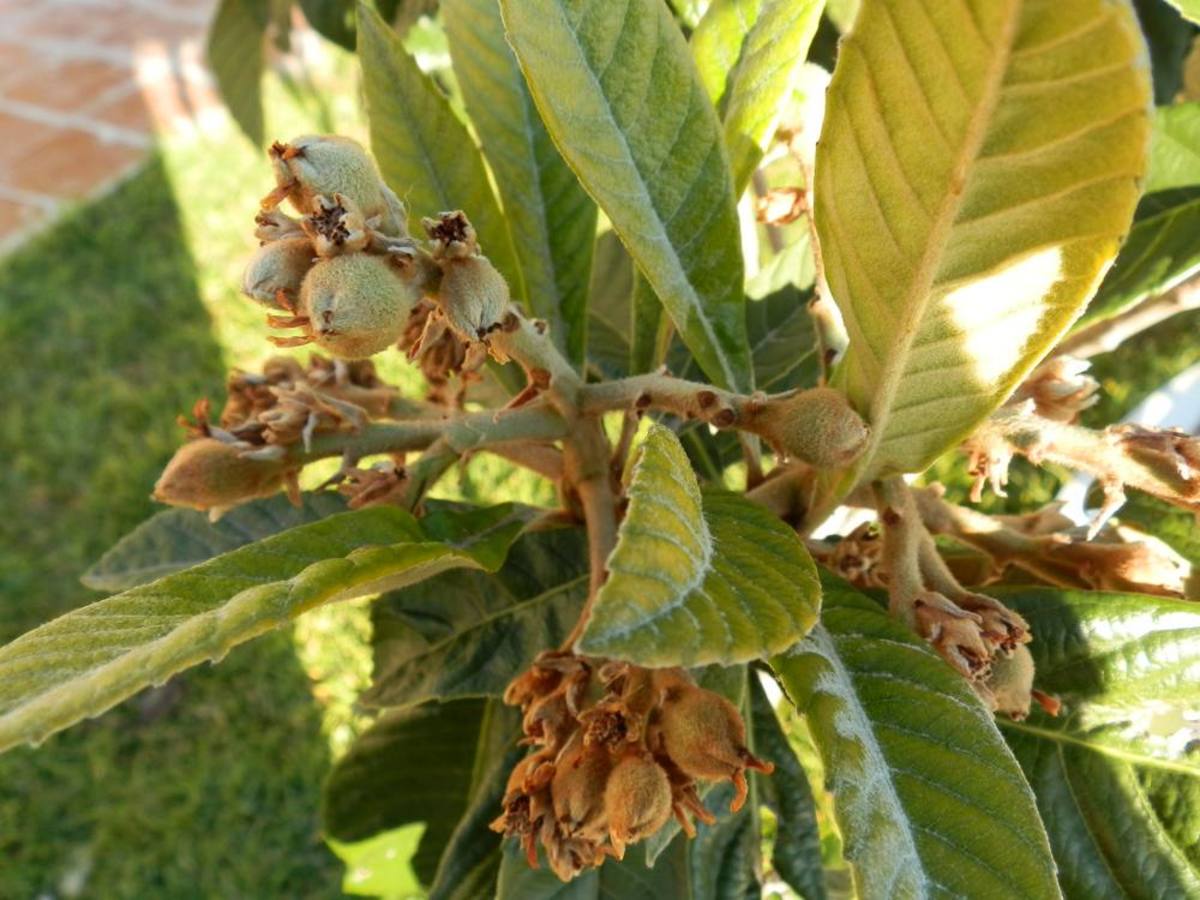 How to Grow Loquat Fruit Trees - Eriobotrya Japonica - HubPages