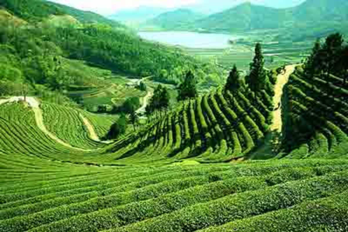 Top 5 Best Tea Producing Countries - HubPages