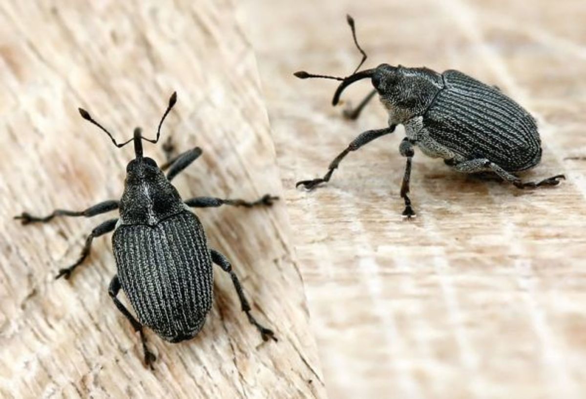 Biological control of the cabbage seedpod weevil - HubPages