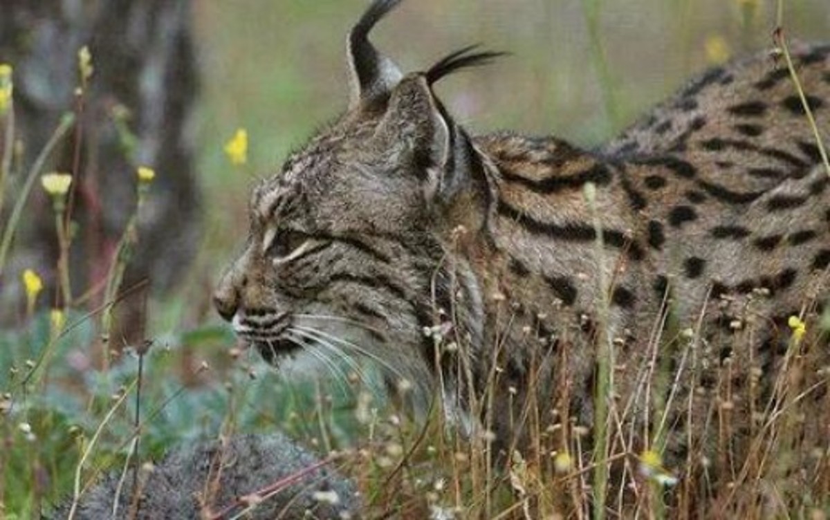 Various breeding big cats now seen in the British countryside. - HubPages