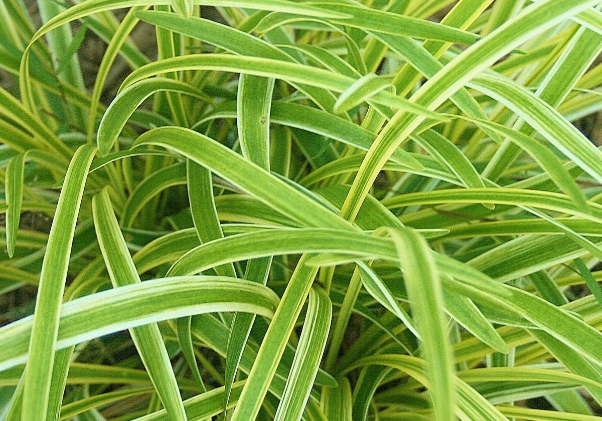 Eye-Popping Chartreuse Perennials - HubPages