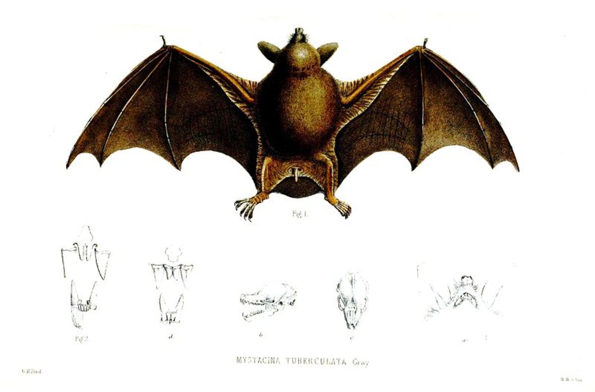 The Island Megafauna: Madagascar and New Zealand - HubPages
