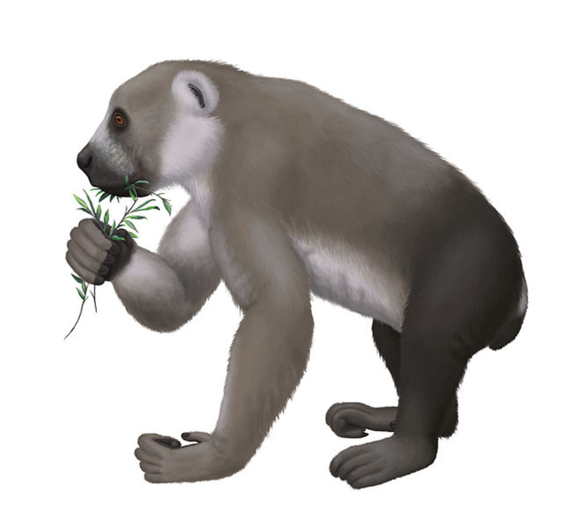 The Island Megafauna: Madagascar and New Zealand - HubPages