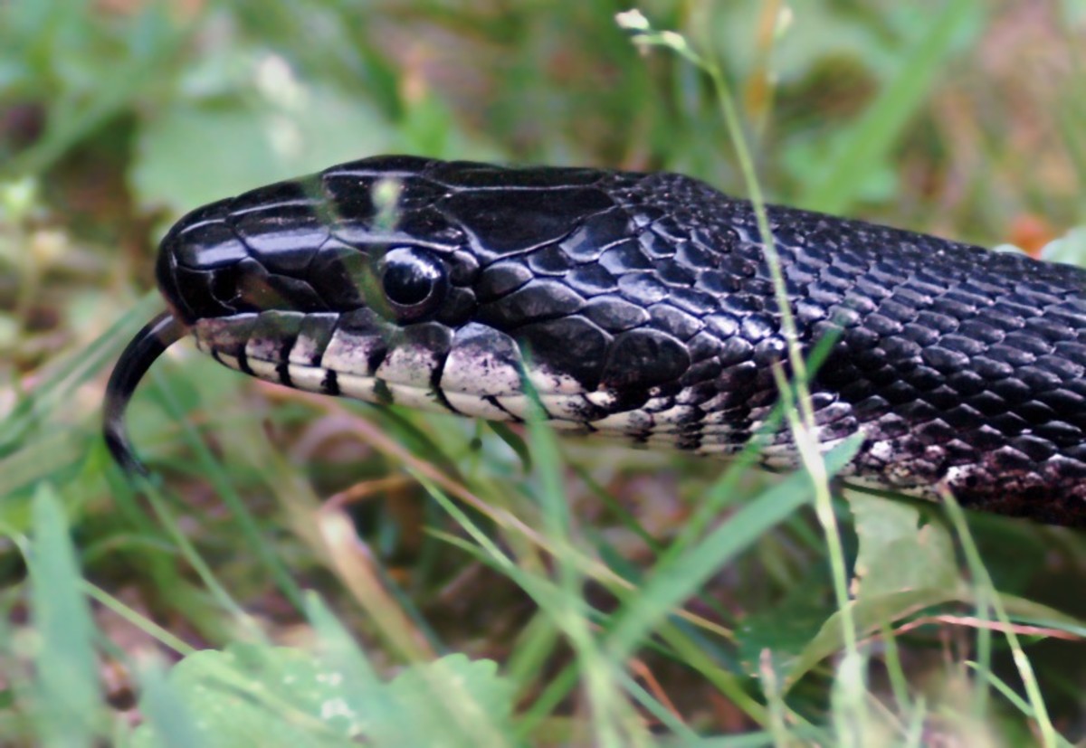 A Hillbilly Guide to Snakes: The Western Rat Snake - HubPages