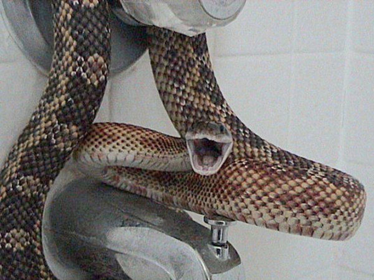 A Hillbilly Guide to Snakes: The Western Rat Snake - HubPages