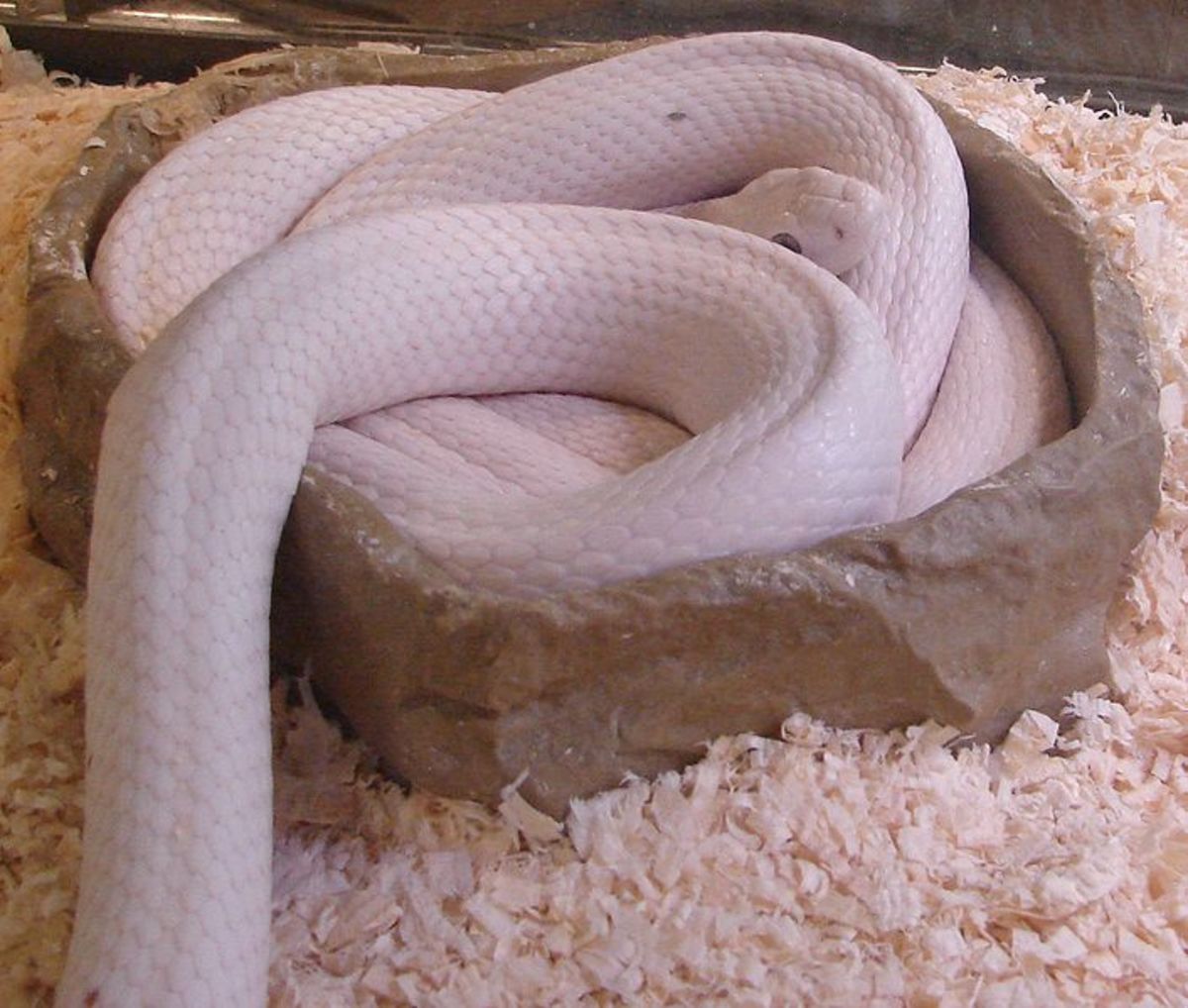 A Hillbilly Guide to Snakes: The Western Rat Snake - HubPages