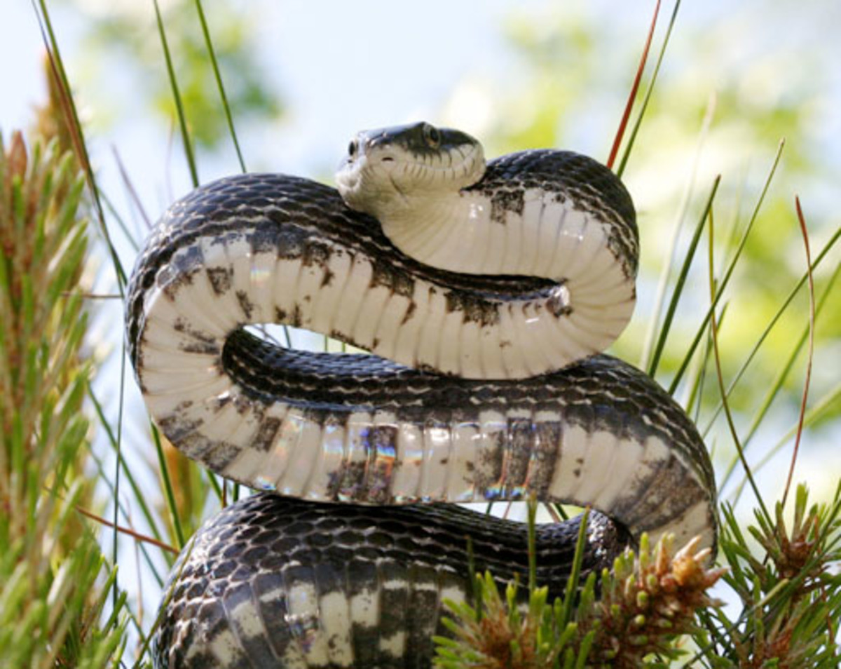 A Hillbilly Guide to Snakes: The Western Rat Snake - HubPages