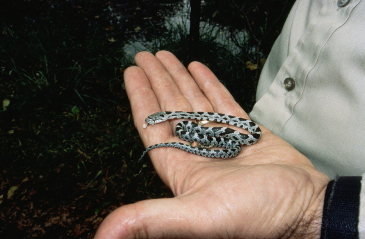 A Hillbilly Guide to Snakes: The Western Rat Snake - HubPages