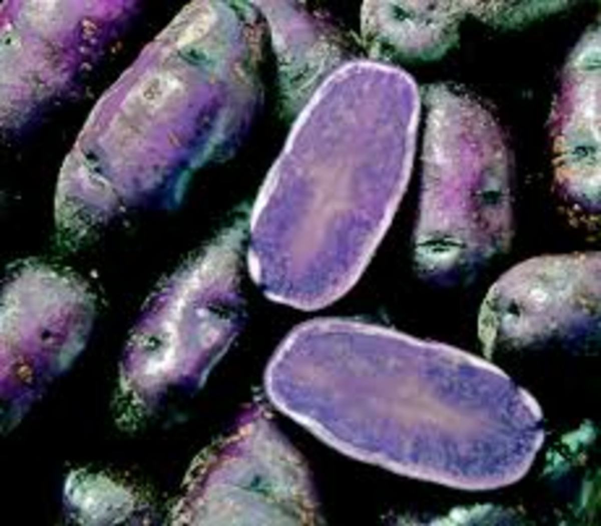 Different Types of Potatoes - Blue Potato, Red Sangria, Yukon Gold, and ...