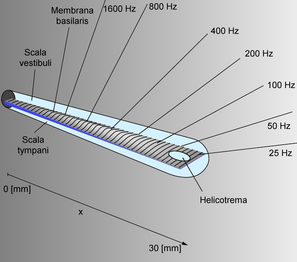 How Does the Cochlea Work to Let Us Hear? - HubPages