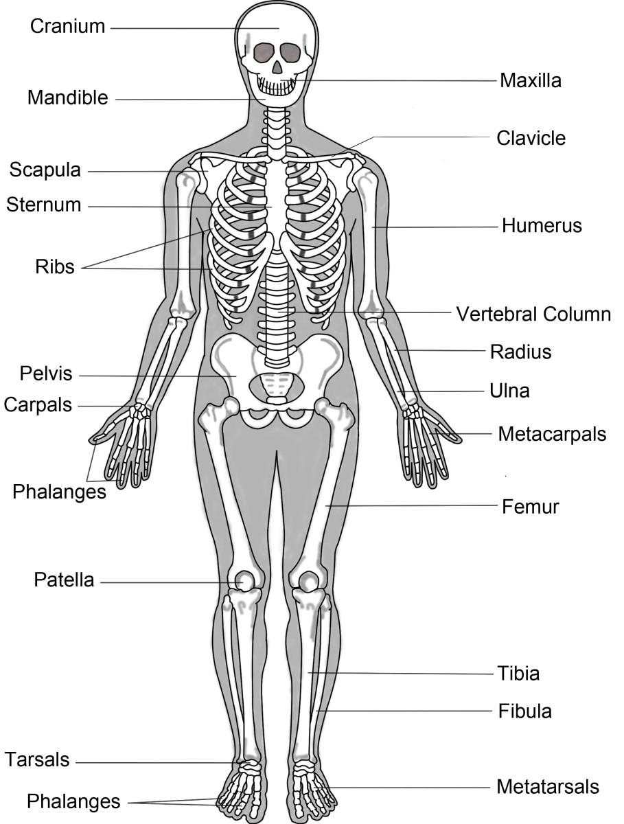 The Human Skeletal System HubPages