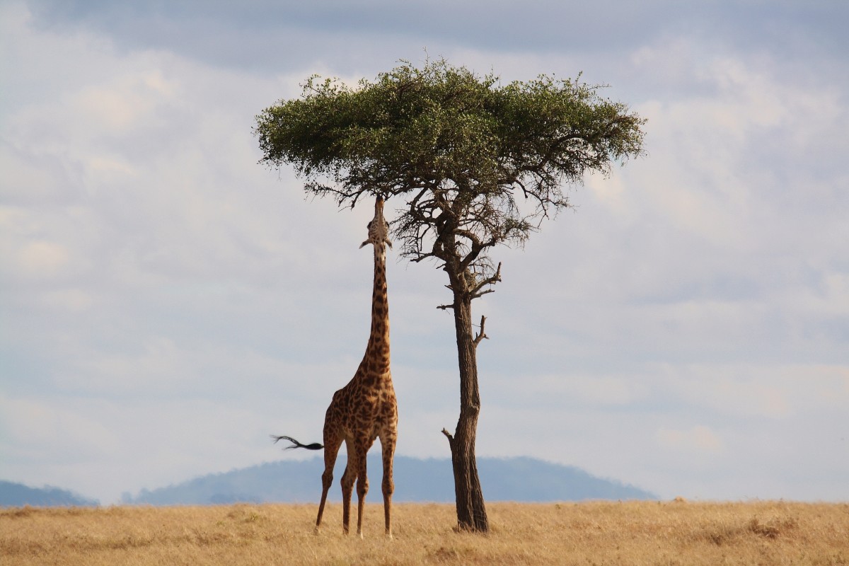 Why a Giraffe's Neck Is Long - HubPages