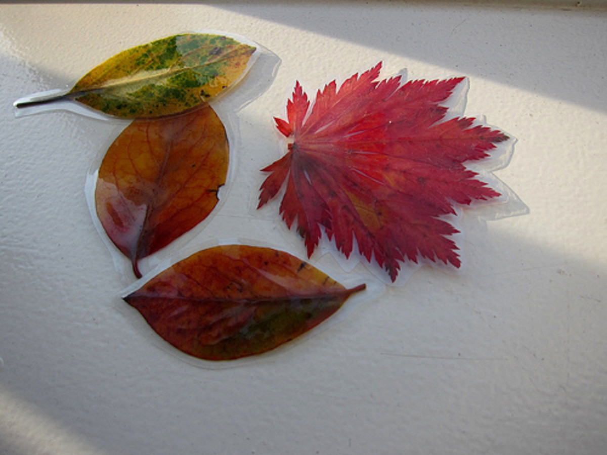 Different Ways to Preserve Autumn Leaves - HubPages