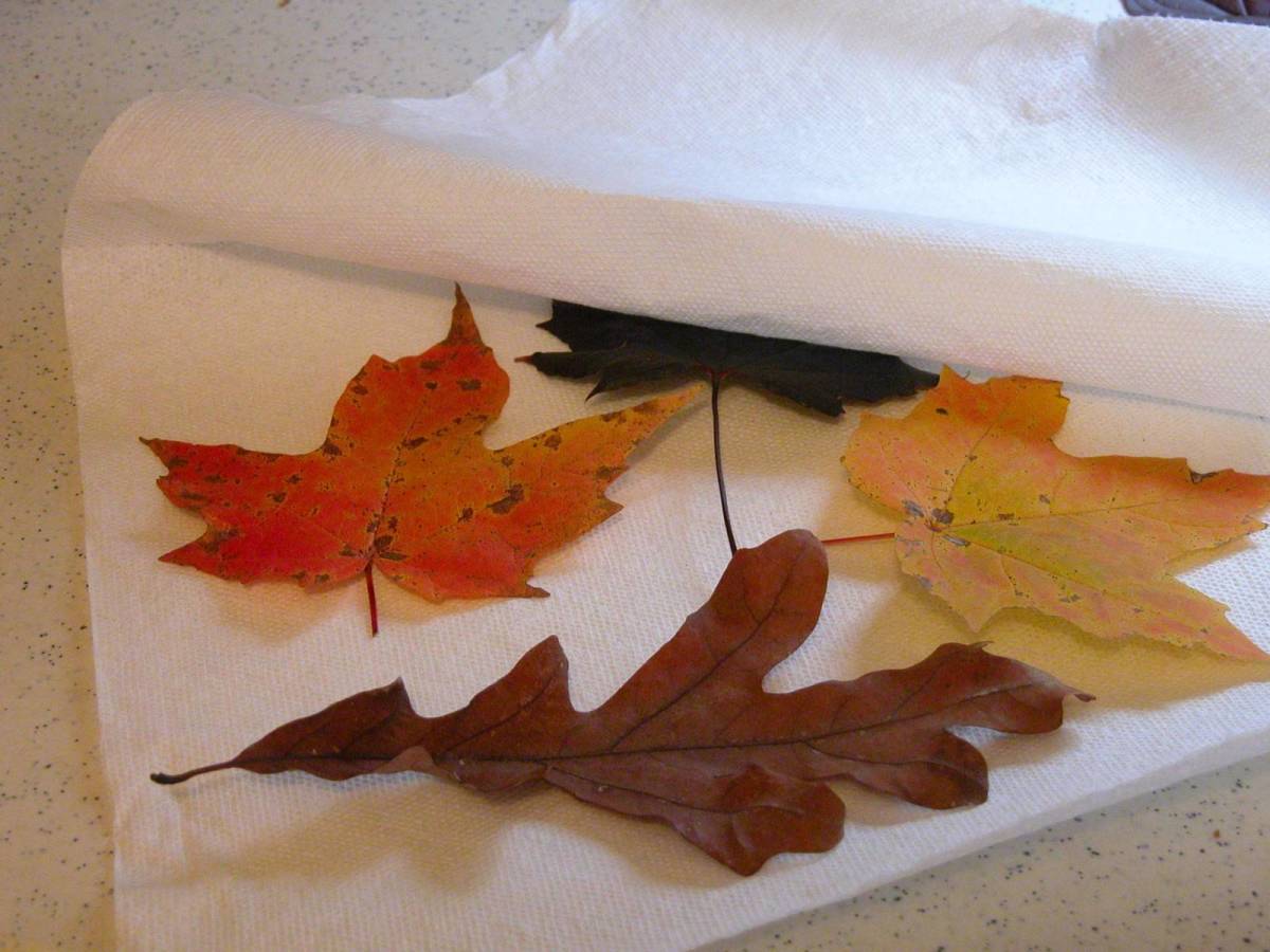 Different Ways to Preserve Autumn Leaves - HubPages