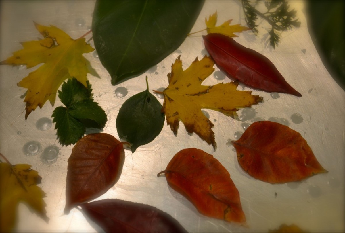 Different Ways to Preserve Autumn Leaves - HubPages