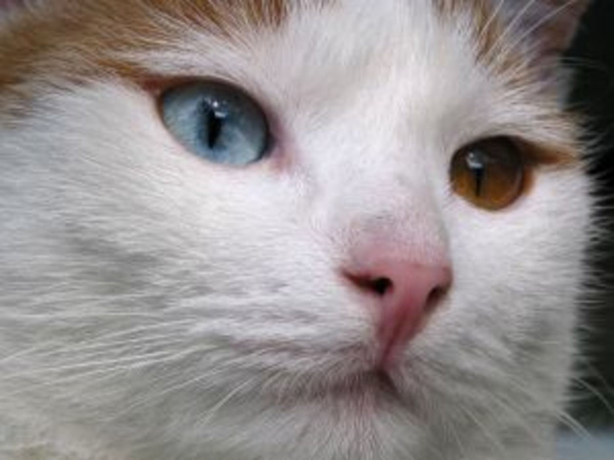 Turkish Van Cat Breed - HubPages